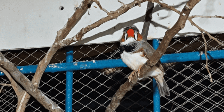 The Complete Guide To Breeding Zebra Finches: From Pairing To Raising ...